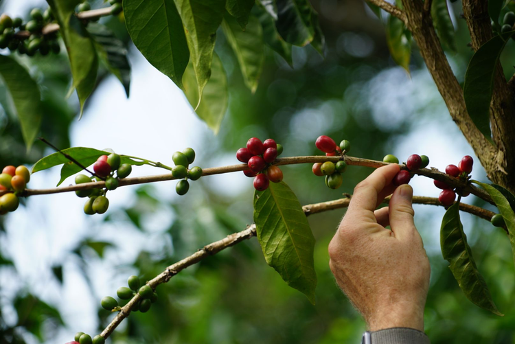 Ninety Plus Coffee | An Innovative Spirit In Specialty Coffee